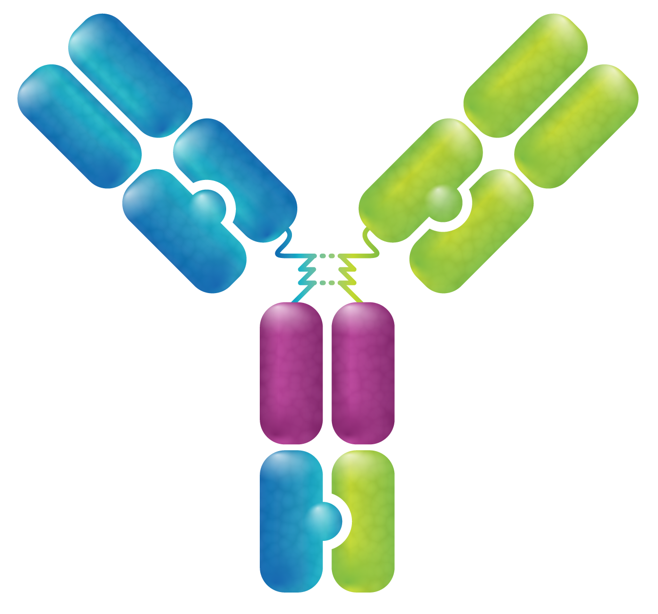 EFECT™ — Zymeworks